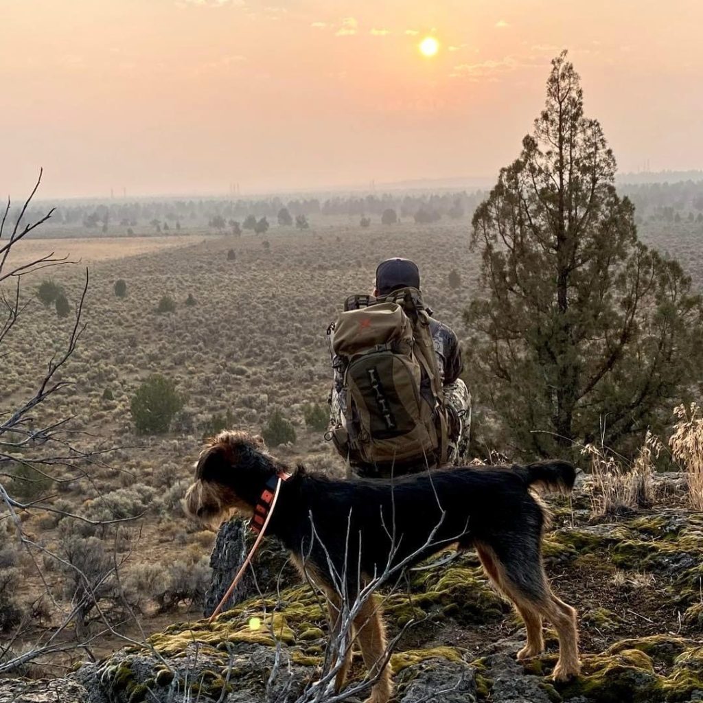 Jagdterriers – Oregon Jagdterrier