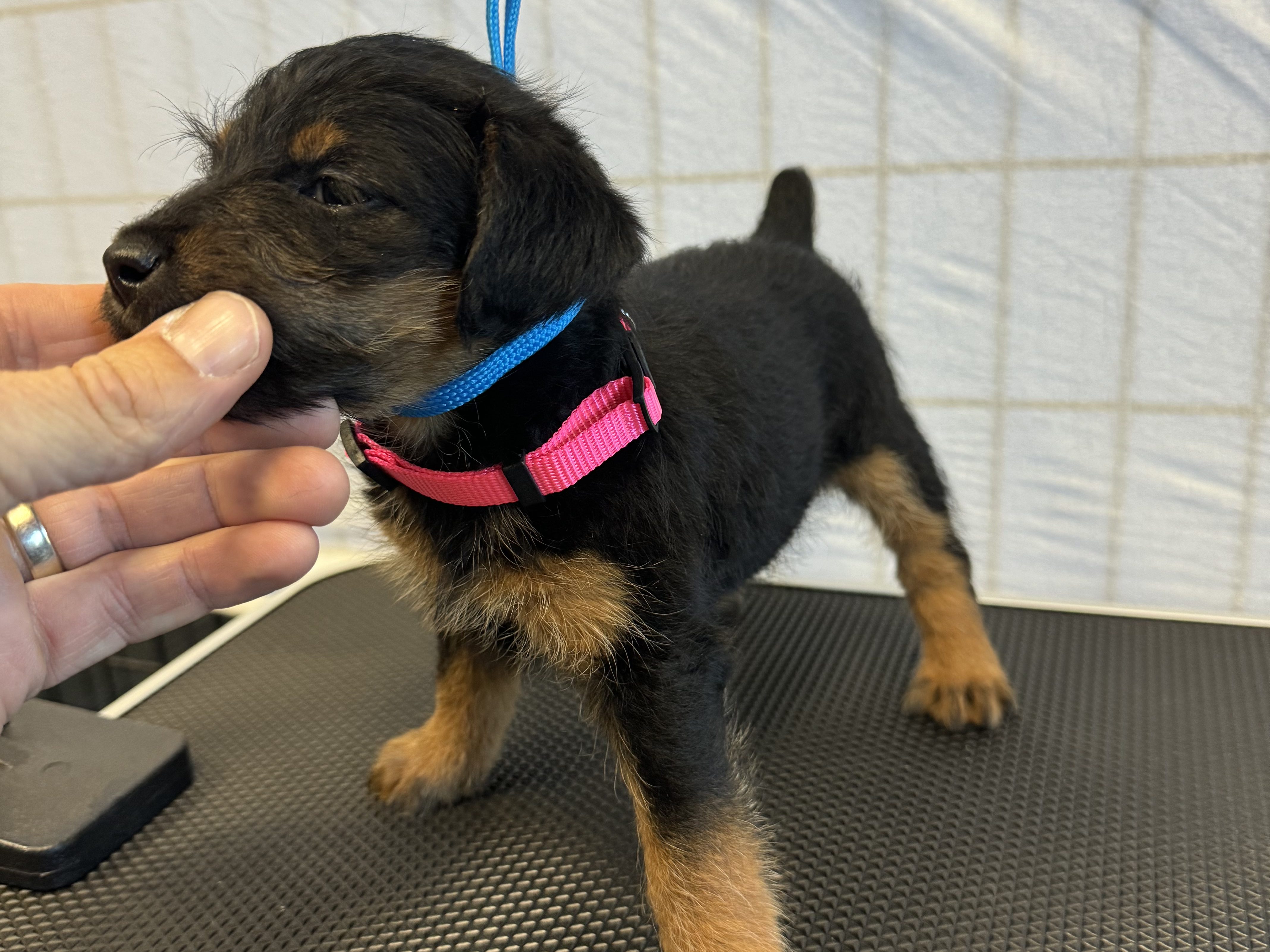 Puppies – Oregon Jagdterrier