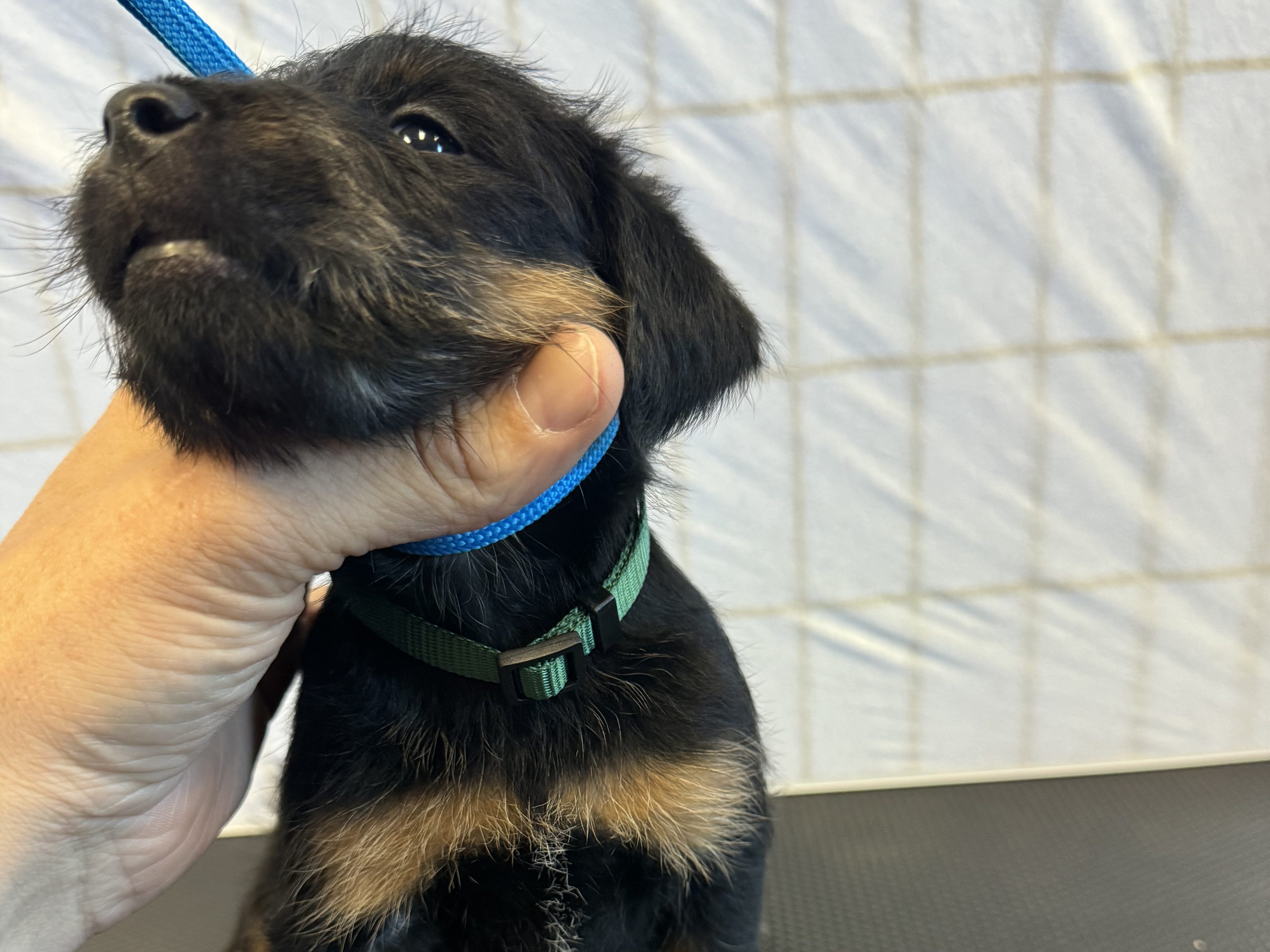 Puppies – Oregon Jagdterrier