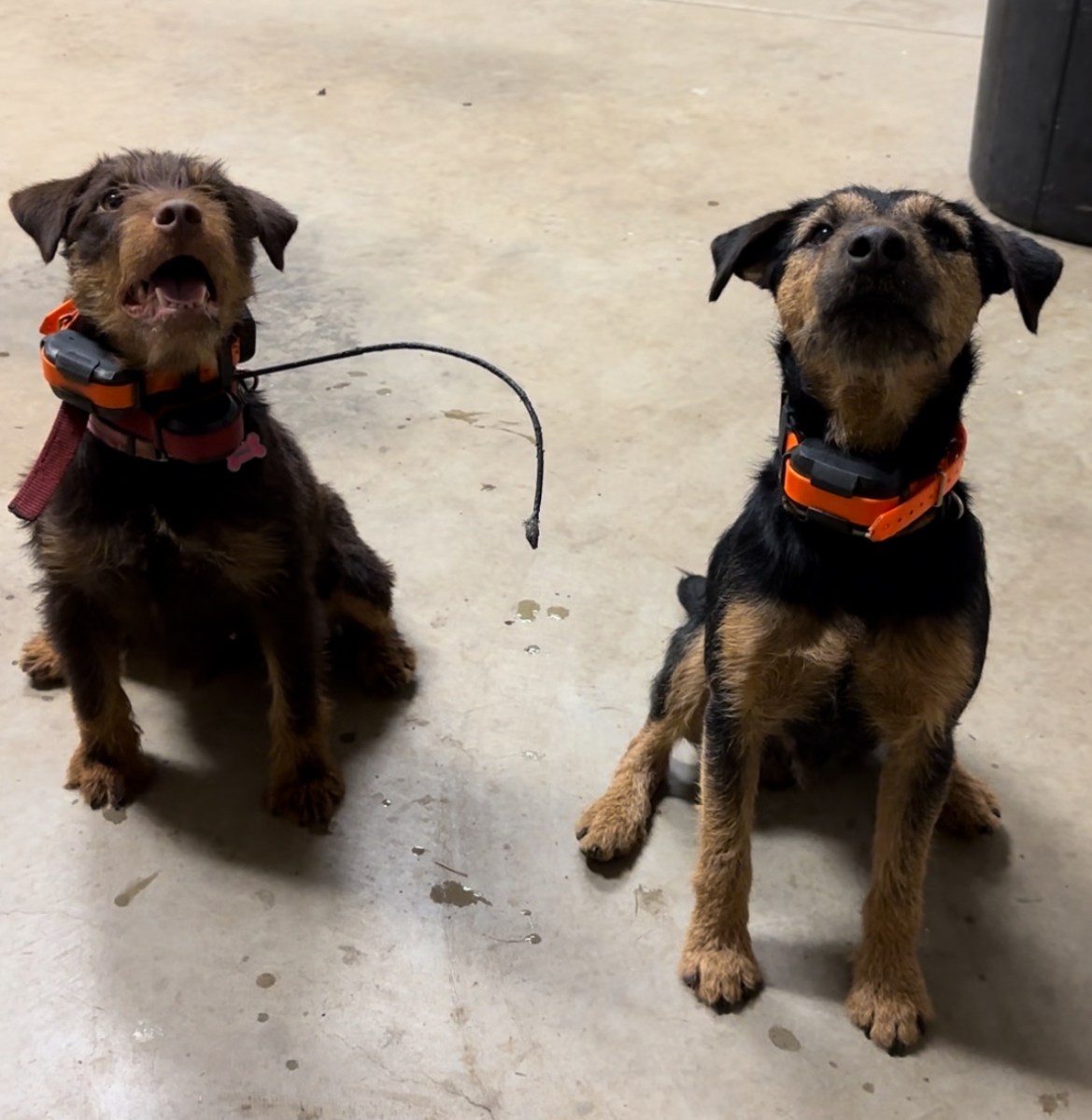 Our Dogs – Oregon Jagdterrier